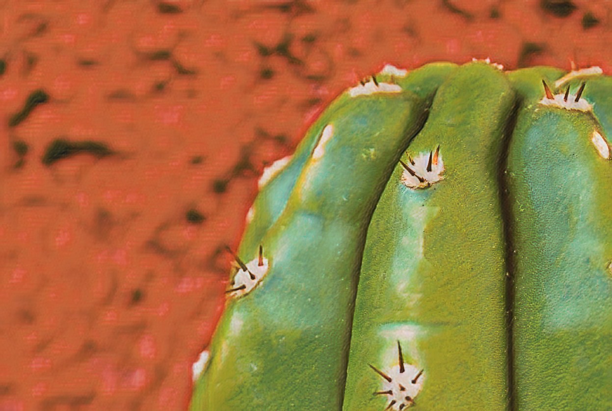 How to Extract Mescaline from San Pedro Cactus - PSYfront