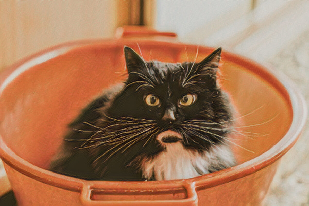 What Happens When Cats Eat Magic Mushrooms? - PSYfront