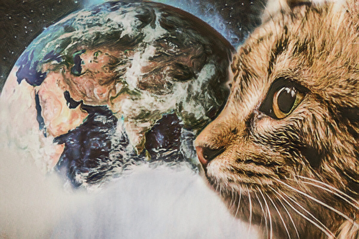 What Happens When Cats Eat Magic Mushrooms? - PSYfront